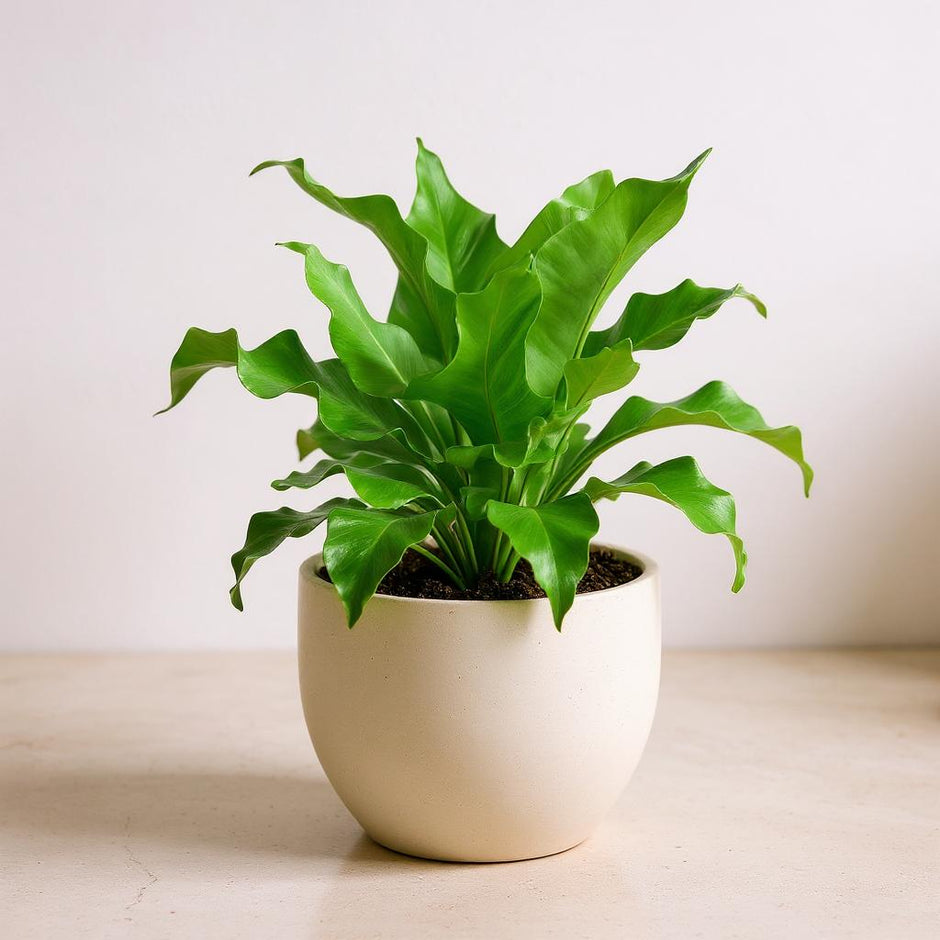 Pet-Safe Ferns | ASPCA-Verified Non-Toxic Fern Plants for Cats & Dogs ...