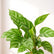 Calathea Concinna Freddie Zebra Plant - Pet Safe Vibrant Striped Plant ...