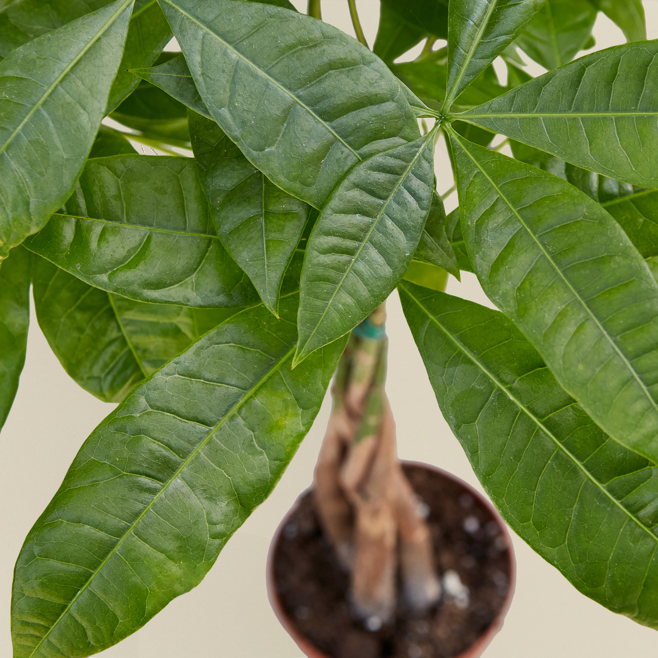 Pachira Aquatica Guiana Chestnut Money Tree - Pet Safe Braided Trunk ...